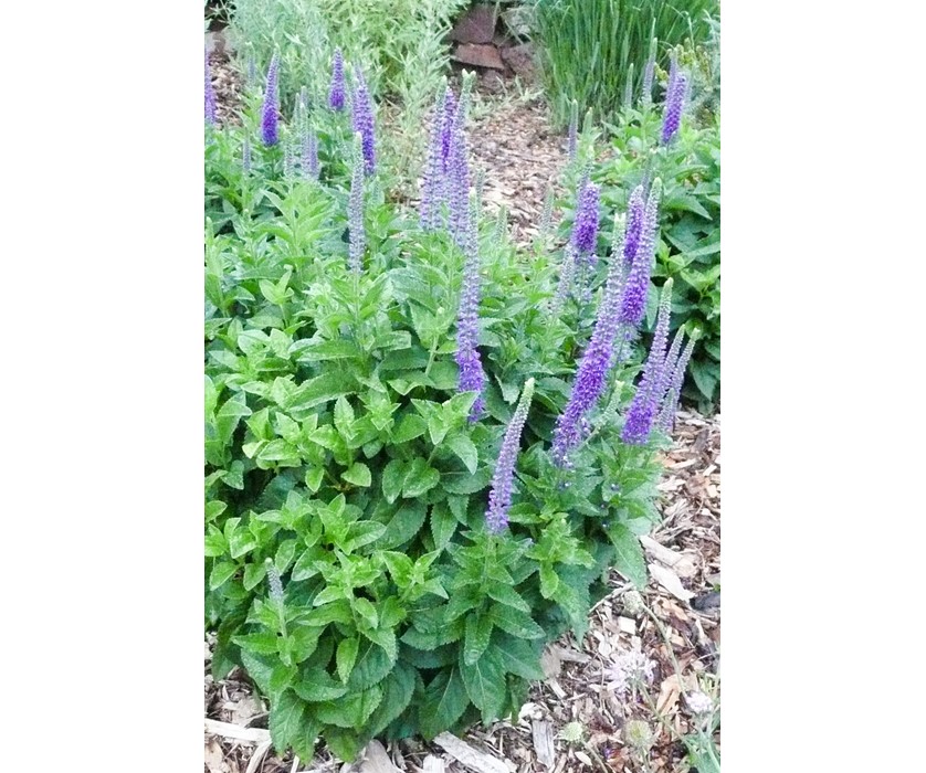 Colorado Springs Utilities Xeriscaping - Sunny Border Blue Speedwell