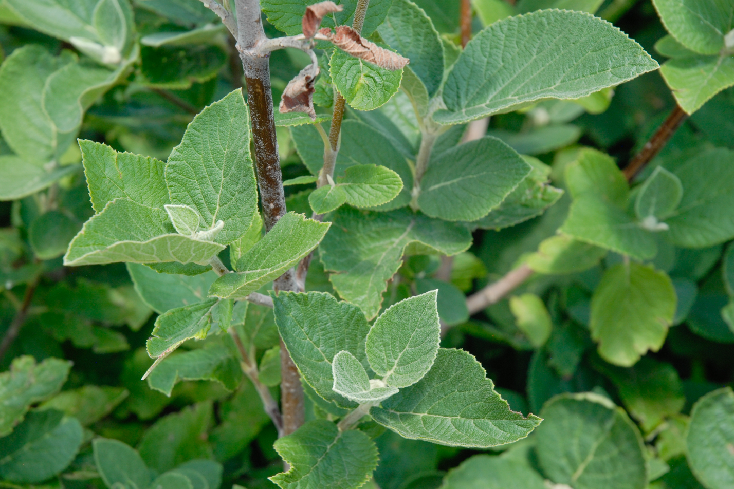 Colorado Springs Utilities Xeriscaping - Mohican Wayfaring Tree
