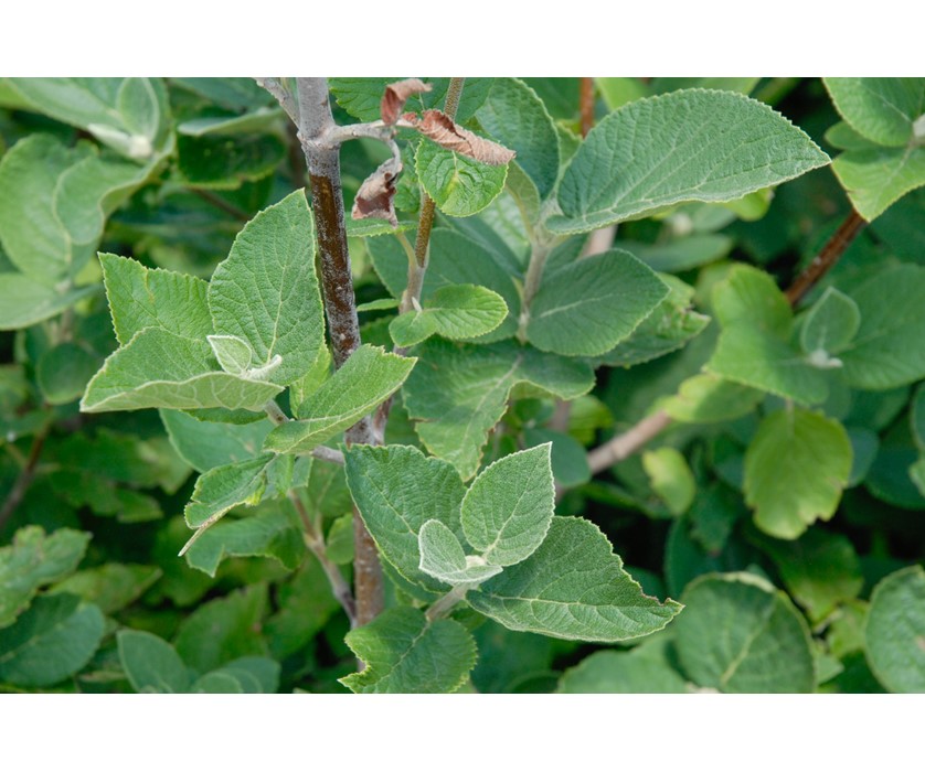 Colorado Springs Utilities Xeriscaping - Mohican Wayfaring Tree