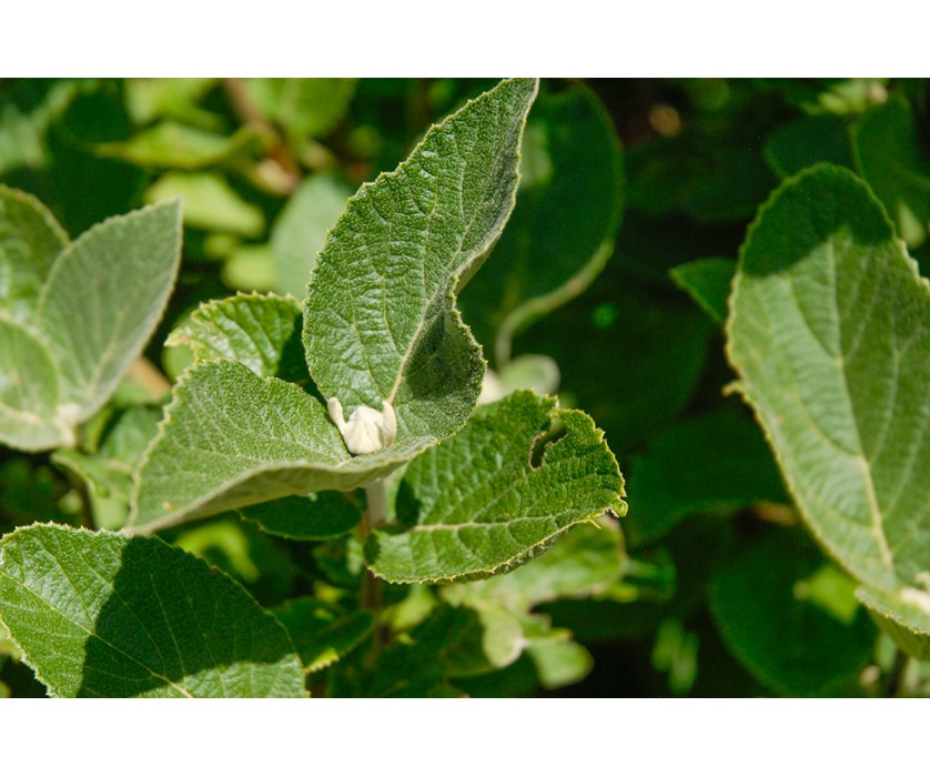 Colorado Springs Utilities Xeriscaping - Mohican Wayfaring Tree