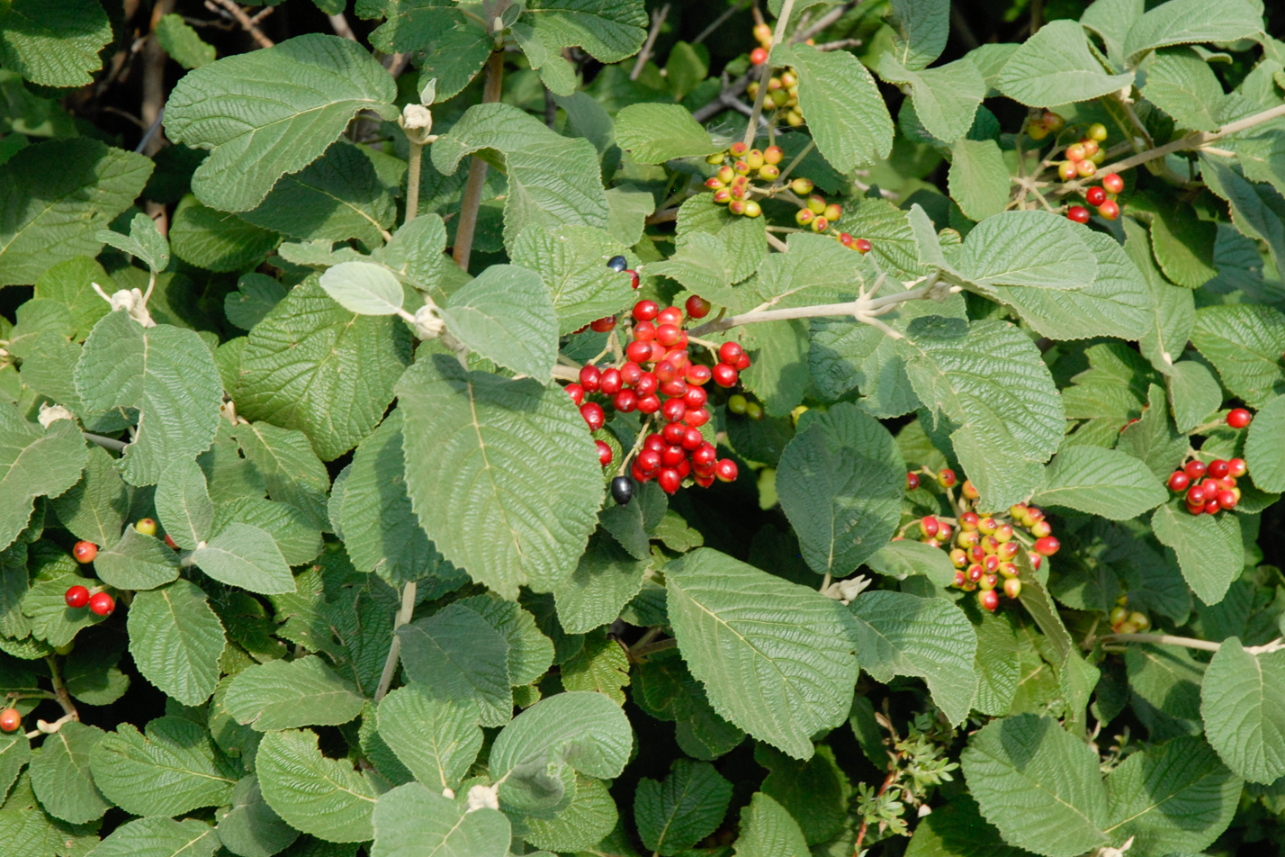 Colorado Springs Utilities Xeriscaping - Wayfaring Tree
