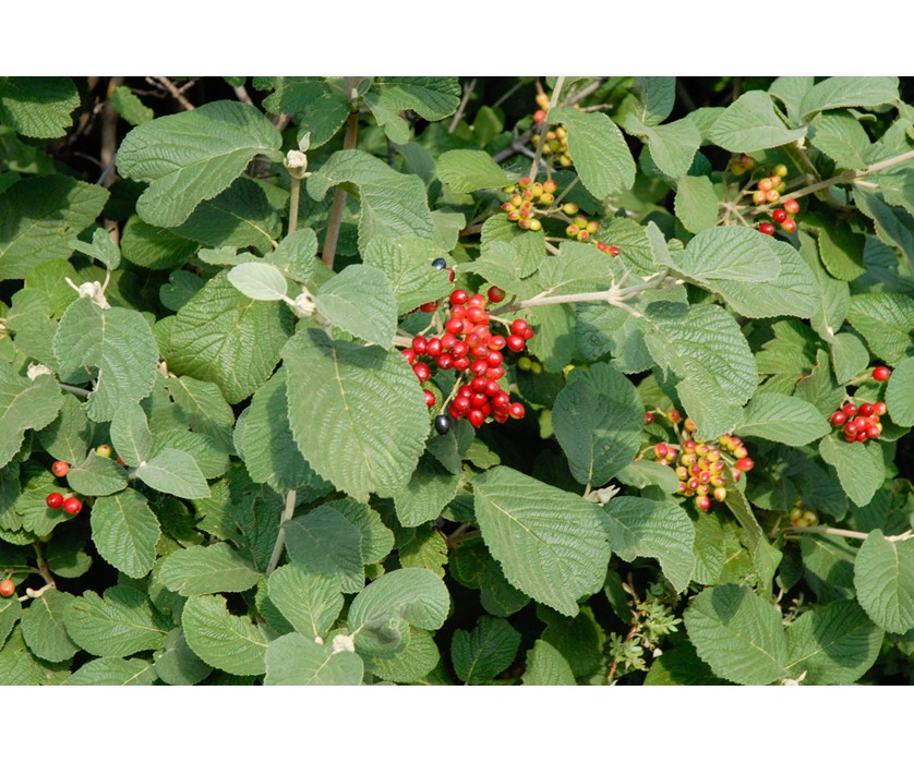 Colorado Springs Utilities Xeriscaping - Wayfaring Tree