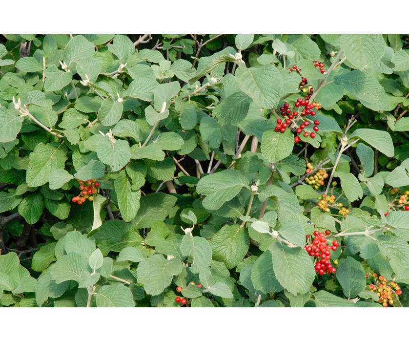 Colorado Springs Utilities Xeriscaping - Wayfaring Tree