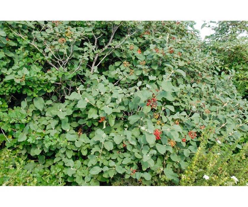 Colorado Springs Utilities Xeriscaping - Wayfaring Tree