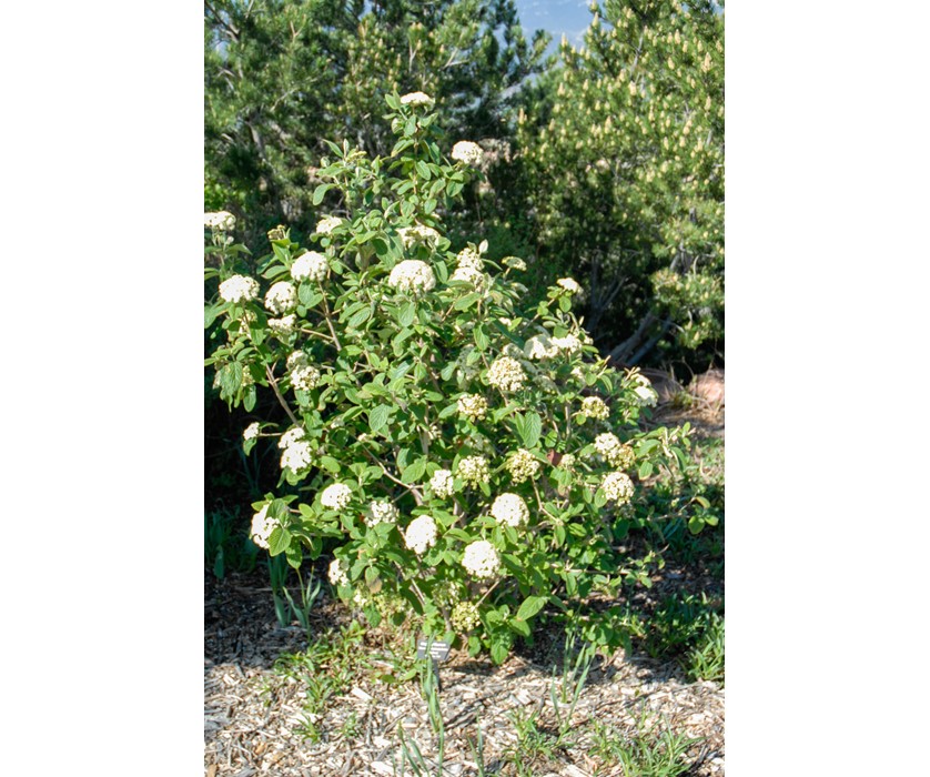 Colorado Springs Utilities Xeriscaping - Wayfaring Tree