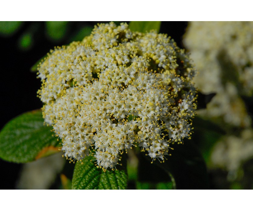 Colorado Springs Utilities Xeriscaping - Wayfaring Tree