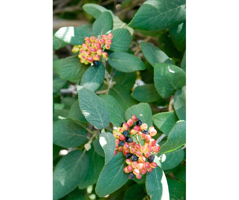 Colorado Springs Utilities Xeriscaping - Wayfaring Tree