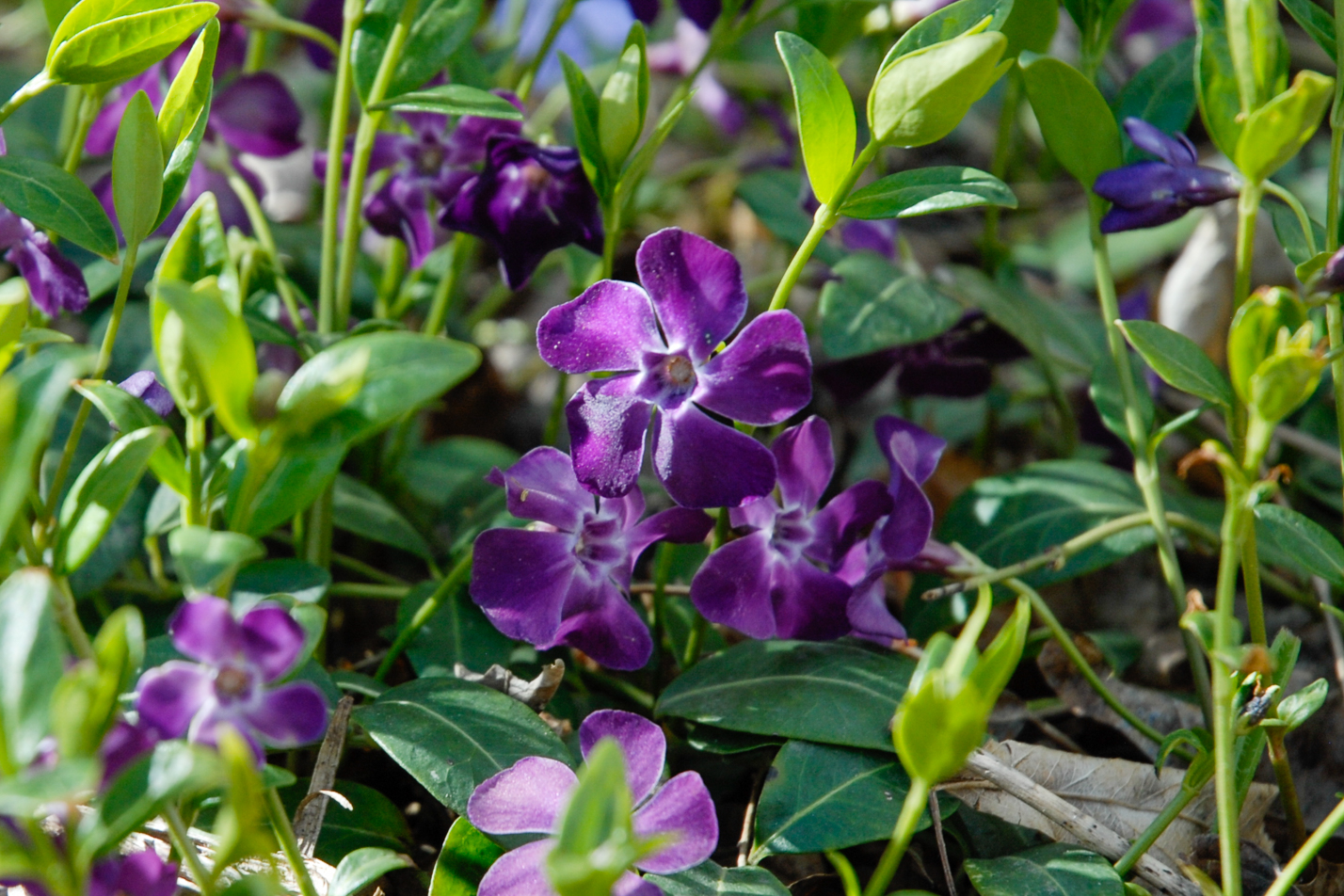 Colorado Springs Utilities Xeriscaping - Purple Periwinkle