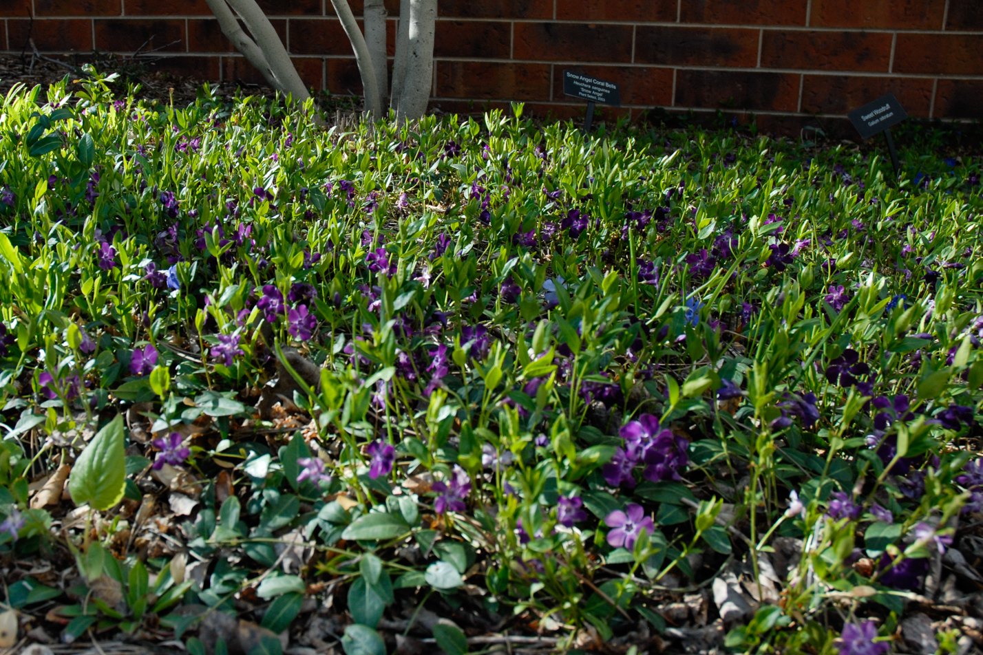 Colorado Springs Utilities Xeriscaping - Purple Periwinkle