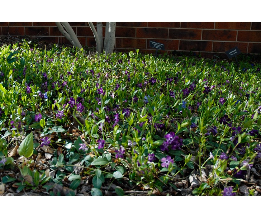 Colorado Springs Utilities Xeriscaping - Purple Periwinkle