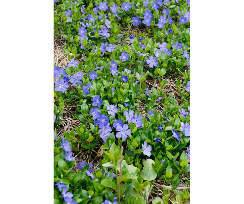 Colorado Springs Utilities Xeriscaping - Periwinkle