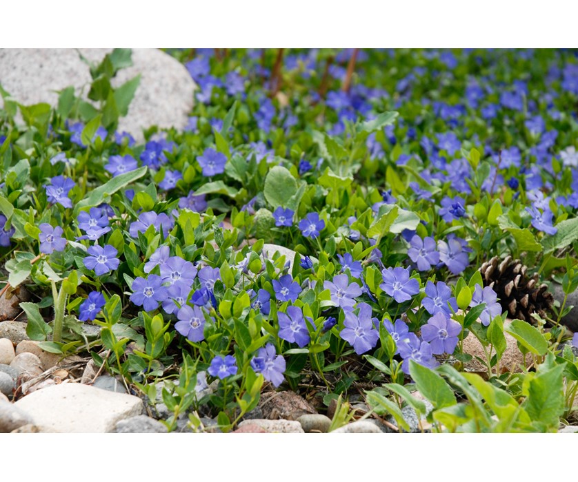Colorado Springs Utilities Xeriscaping - Periwinkle