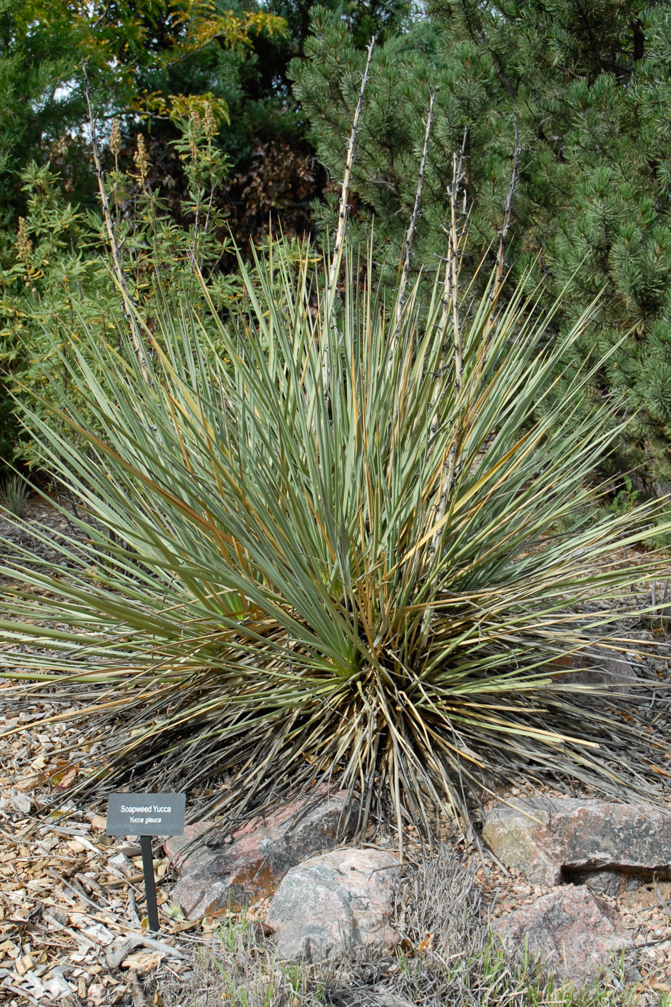 Colorado Springs Utilities Xeriscaping - Soapweed
