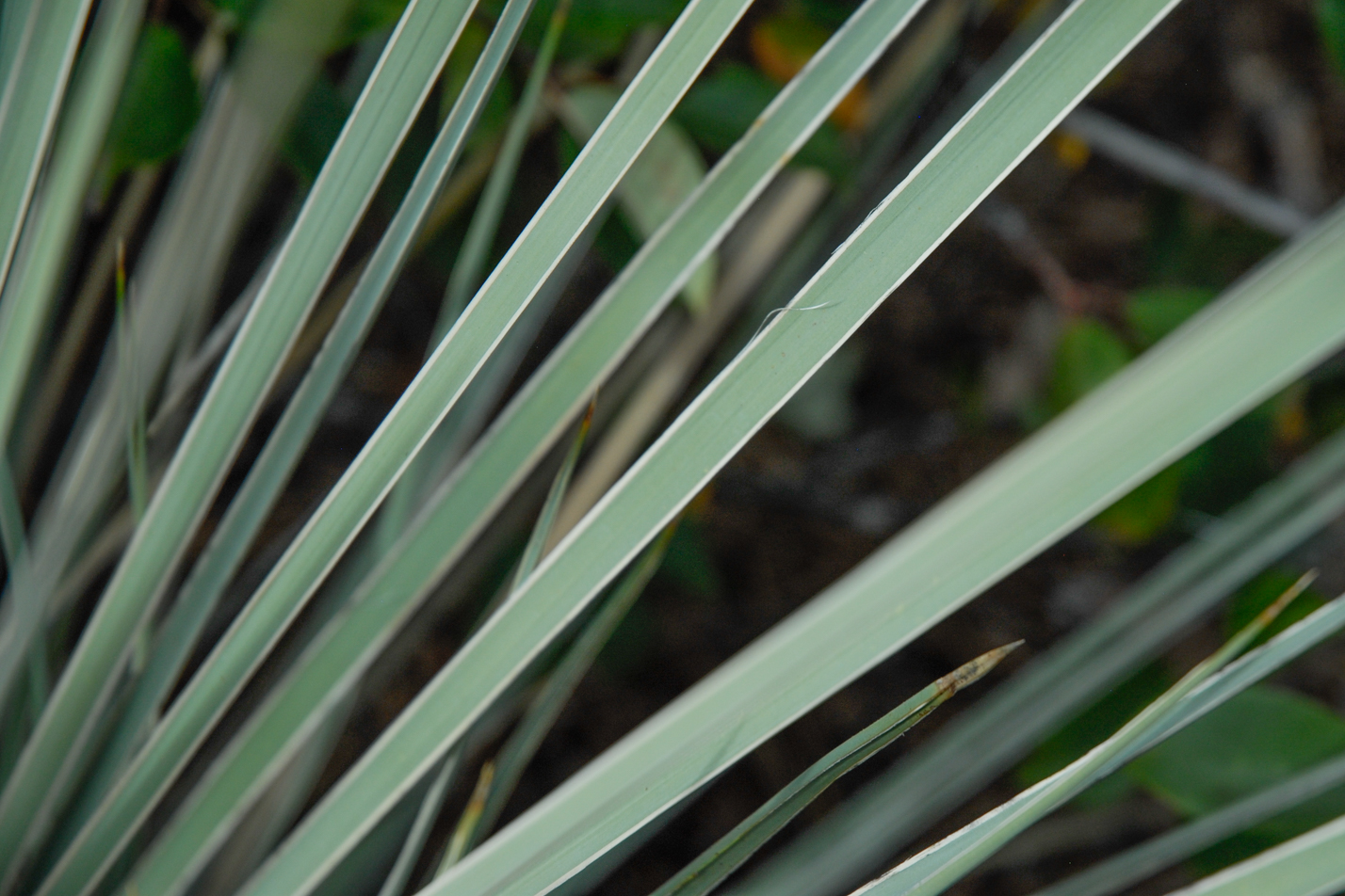 Colorado Springs Utilities Xeriscaping - Soapweed